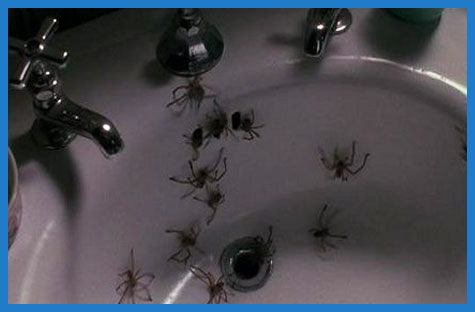 Arachnophobia Movie Spider 60 Photos - Moonagedaydream.film